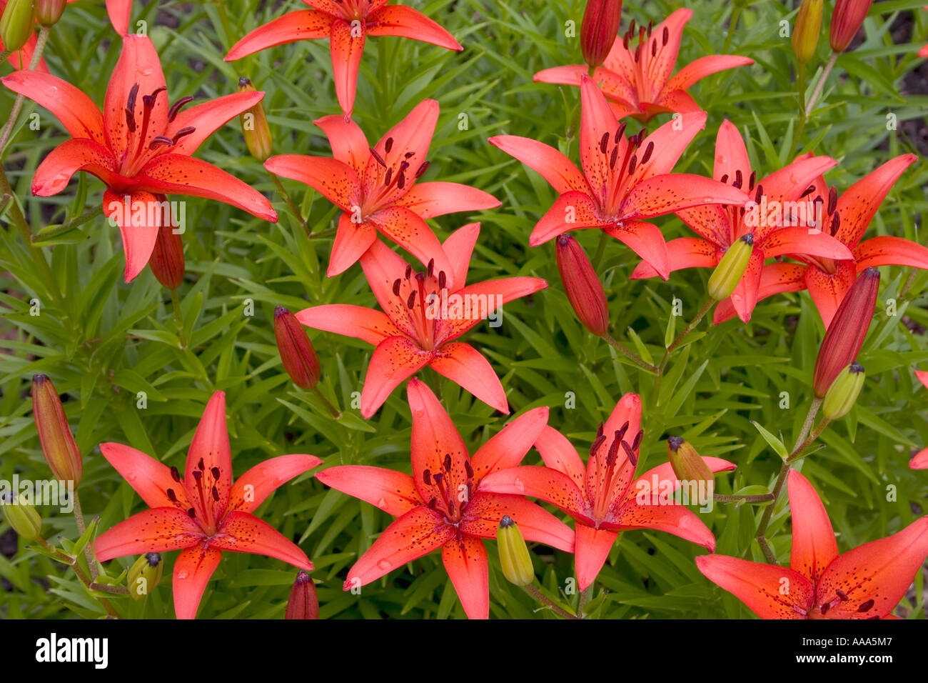 American tiger lily hi-res stock photography and images - Alamy