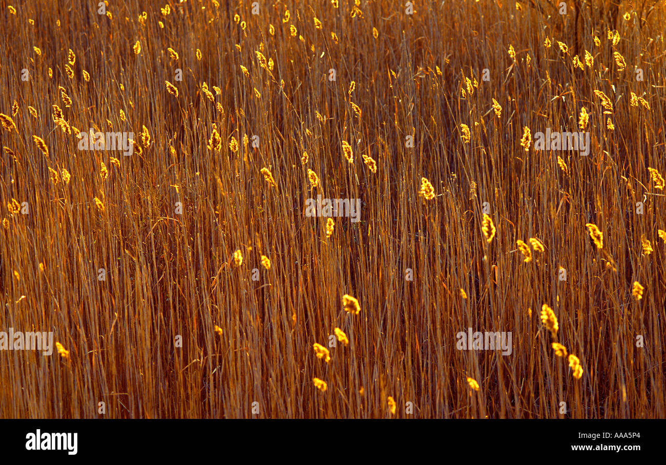 Sunny Dry Yellow Grass Stock Photo - Alamy