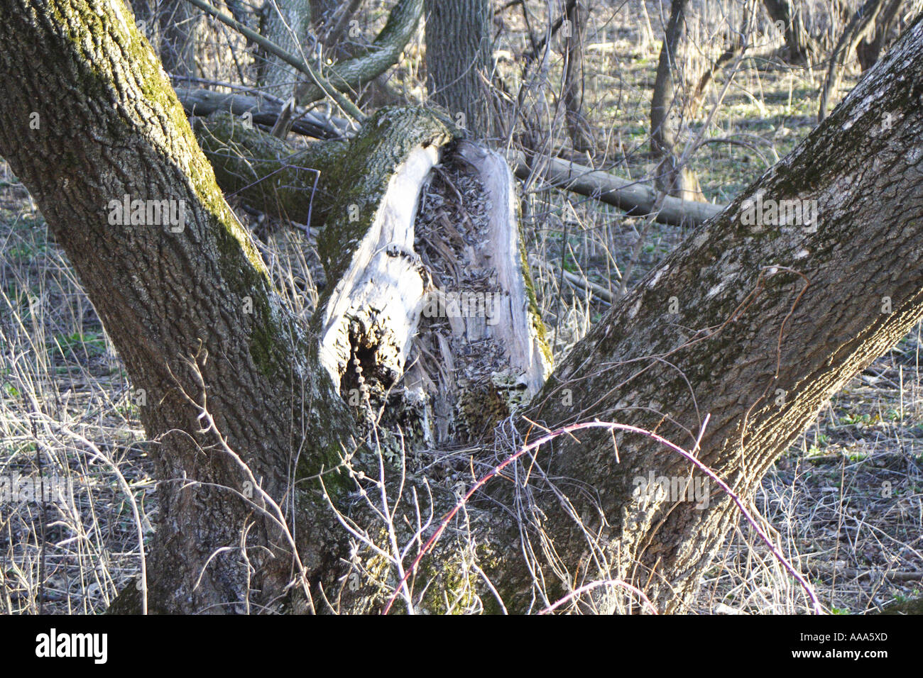 Strange tree formation Stock Photo - Alamy
