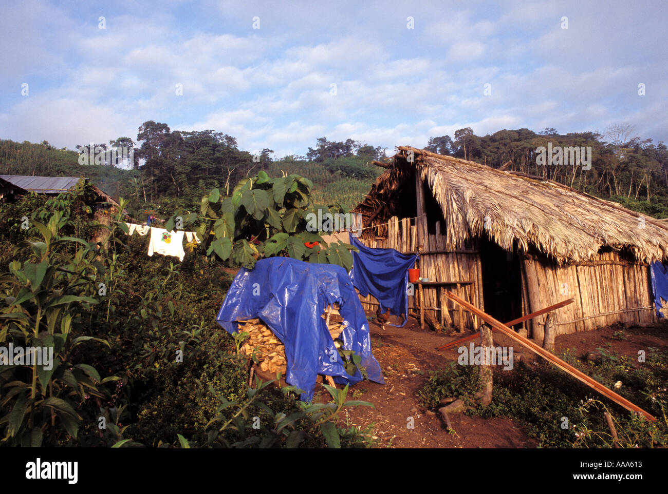 mayan hut in the ixcan jungle of Guatemala Stock Photo - Alamy