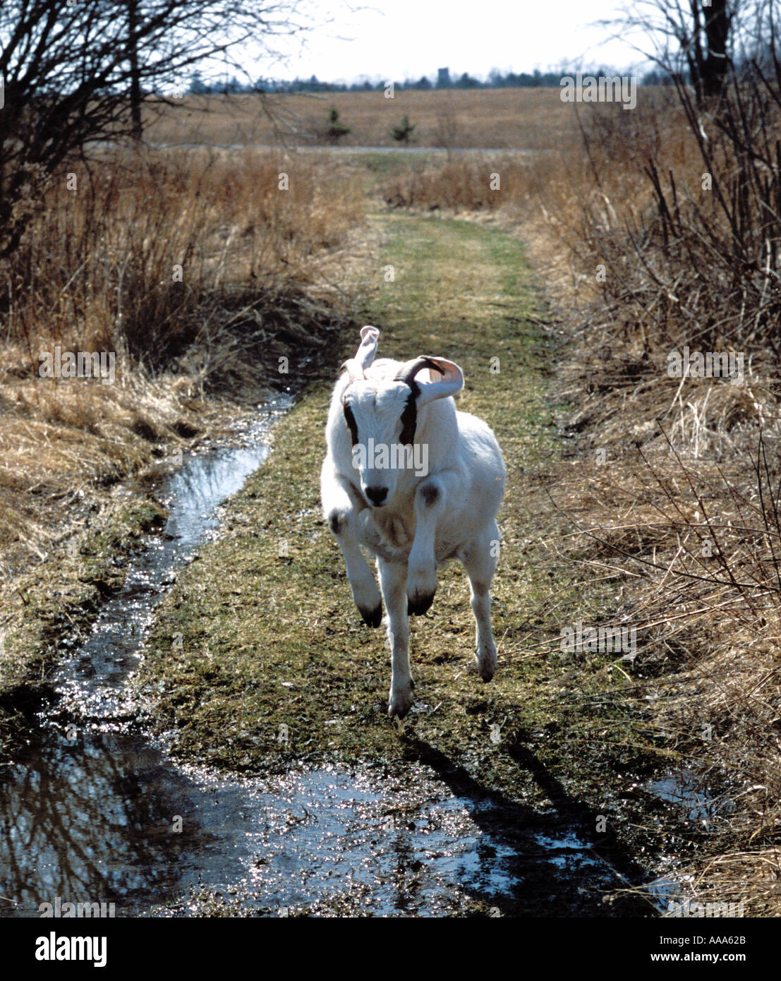 Leaping goat hi-res stock photography and images - Alamy