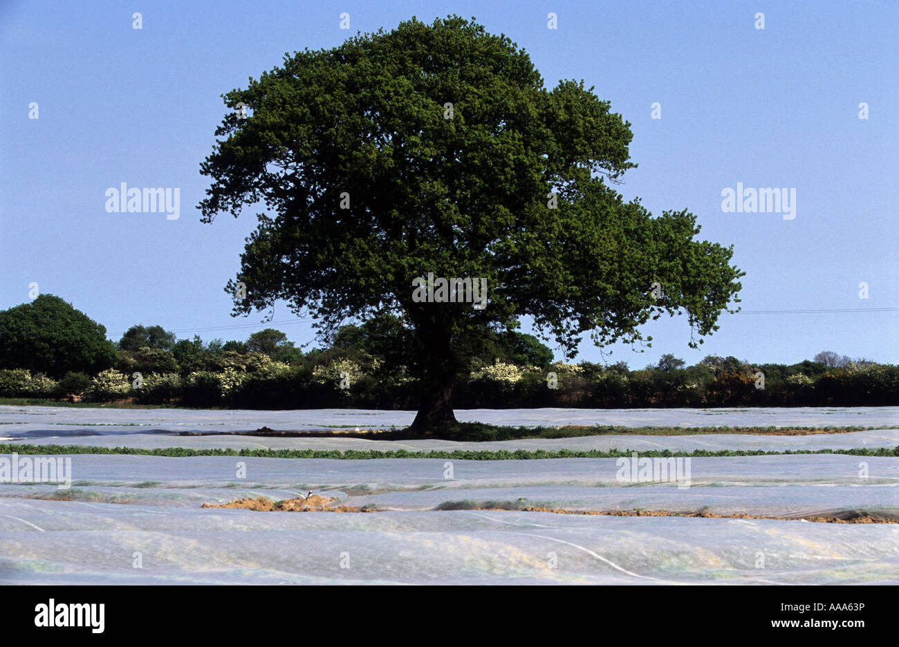 Potatoe crop growing under polyethylene sheeting on a farm in ...