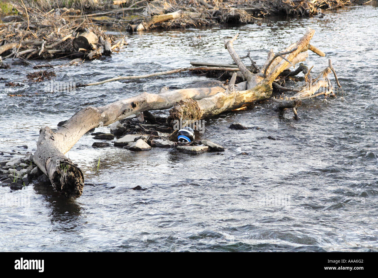 Dead Tree and kids ball in the river Stock Photo - Alamy