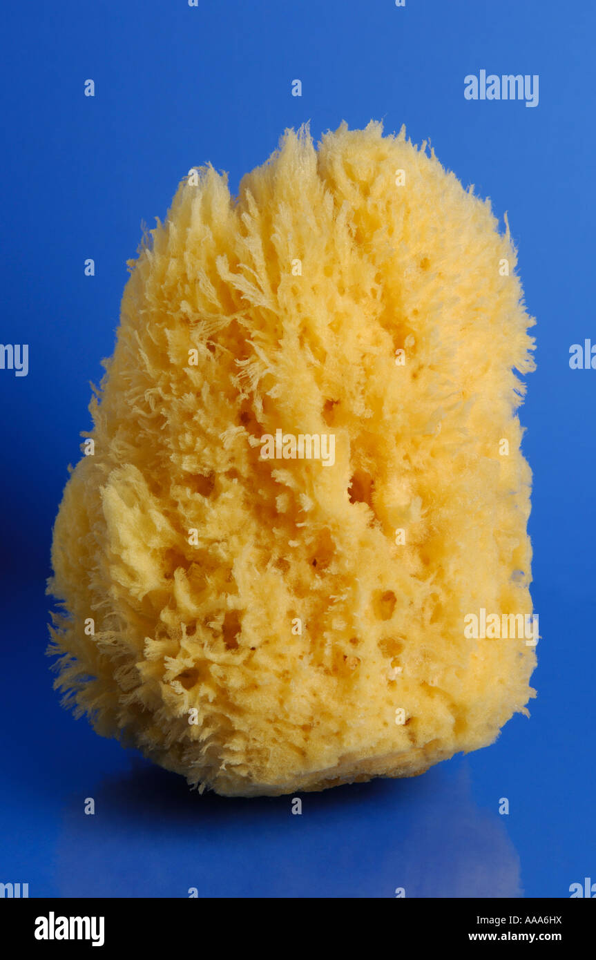 An sponge hi-res stock photography and images - Alamy