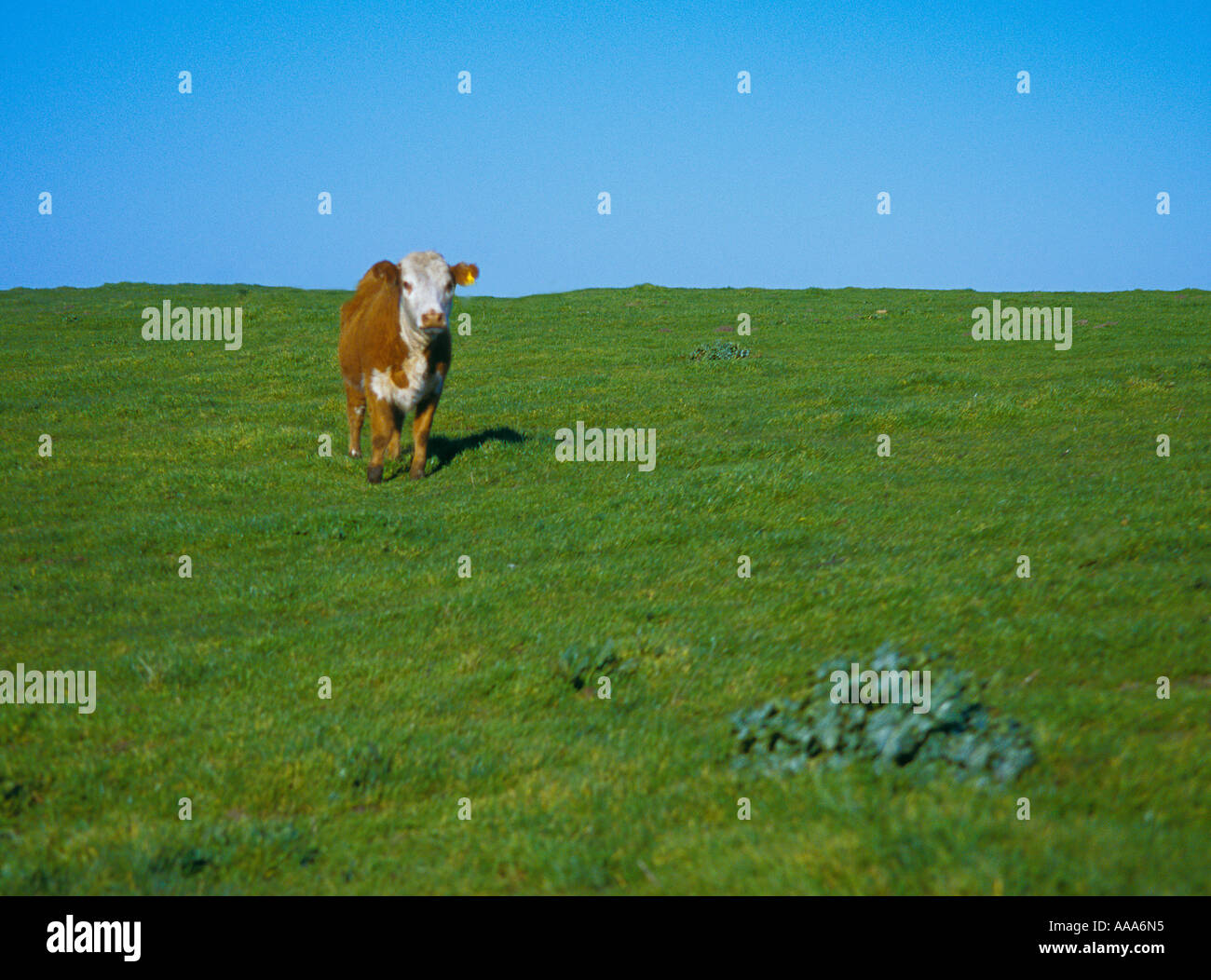 Cow in Field of Grass Stock Photo - Alamy