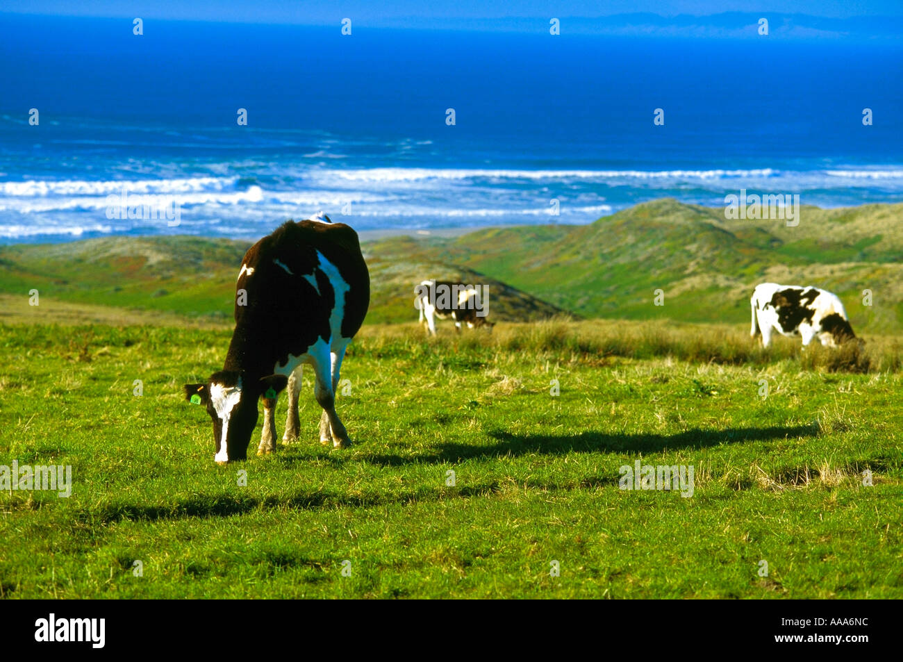 Point reyes pierce point ranch hi-res stock photography and images - Alamy
