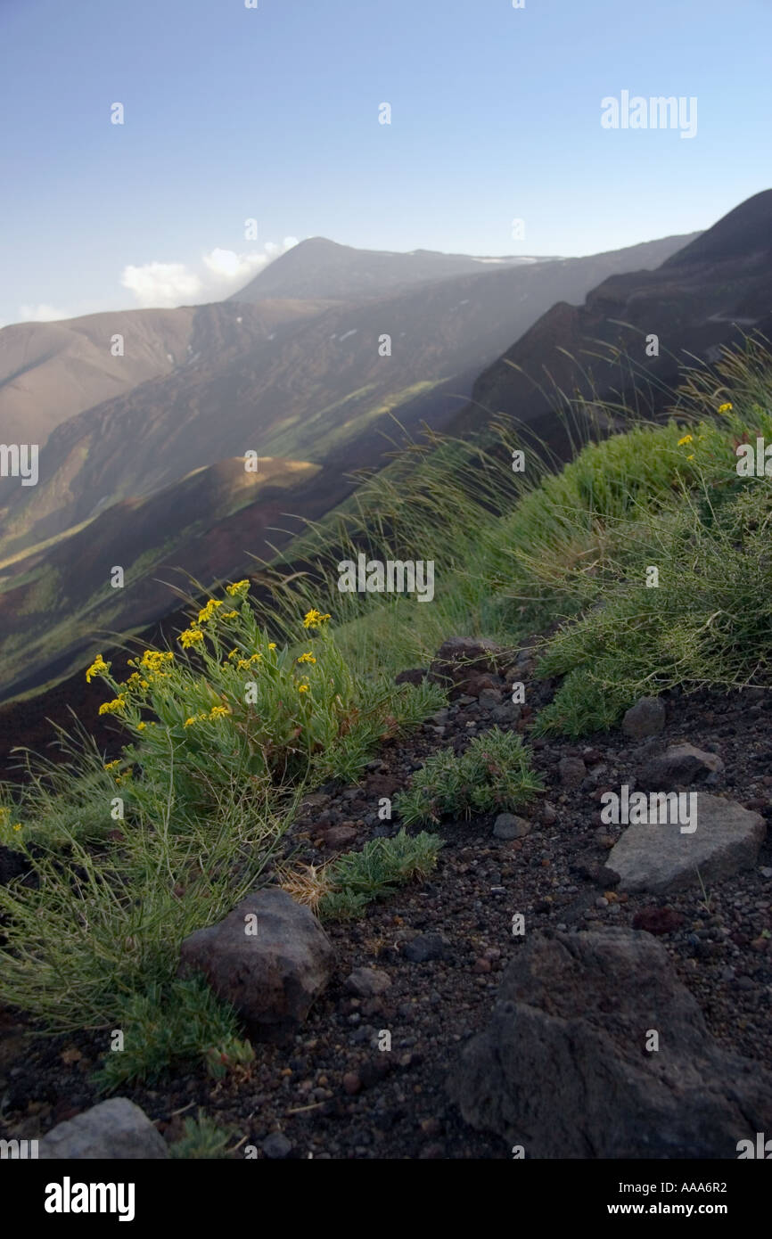 Grasses taking a tentative foothold in the cinder landscape on the side ...