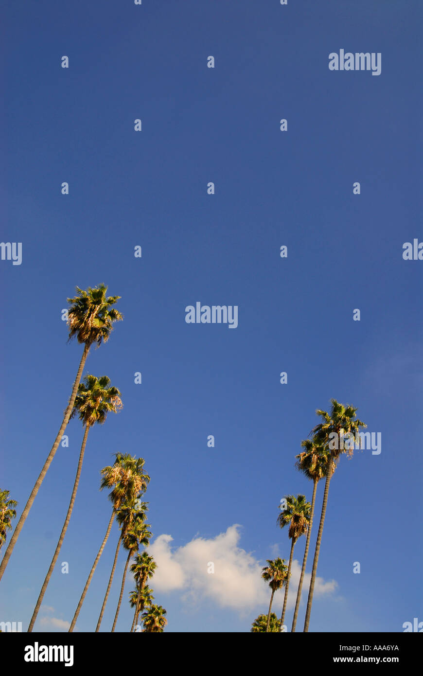 Plam trees in sky hi-res stock photography and images - Alamy