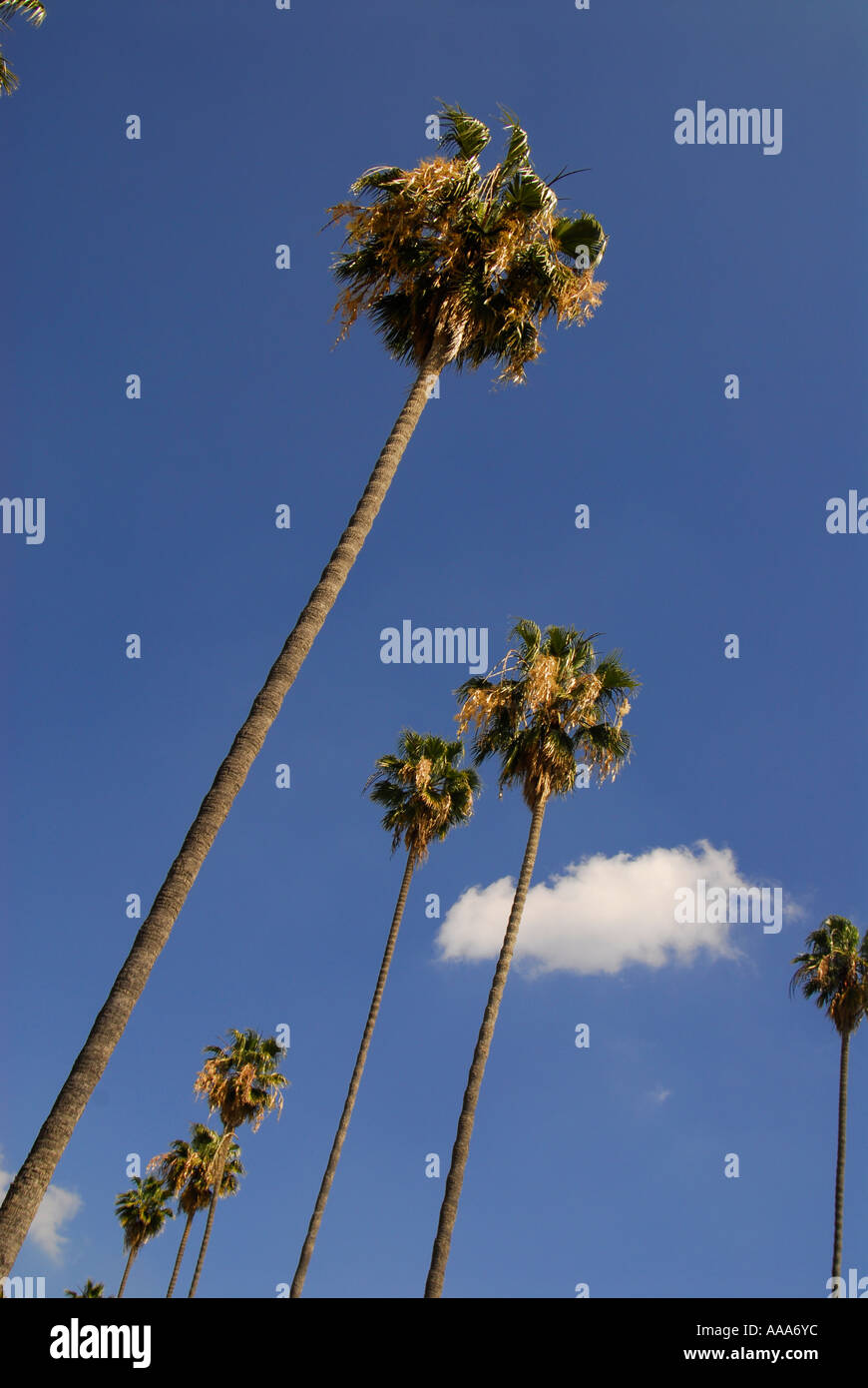 plam trees and sky Stock Photo - Alamy