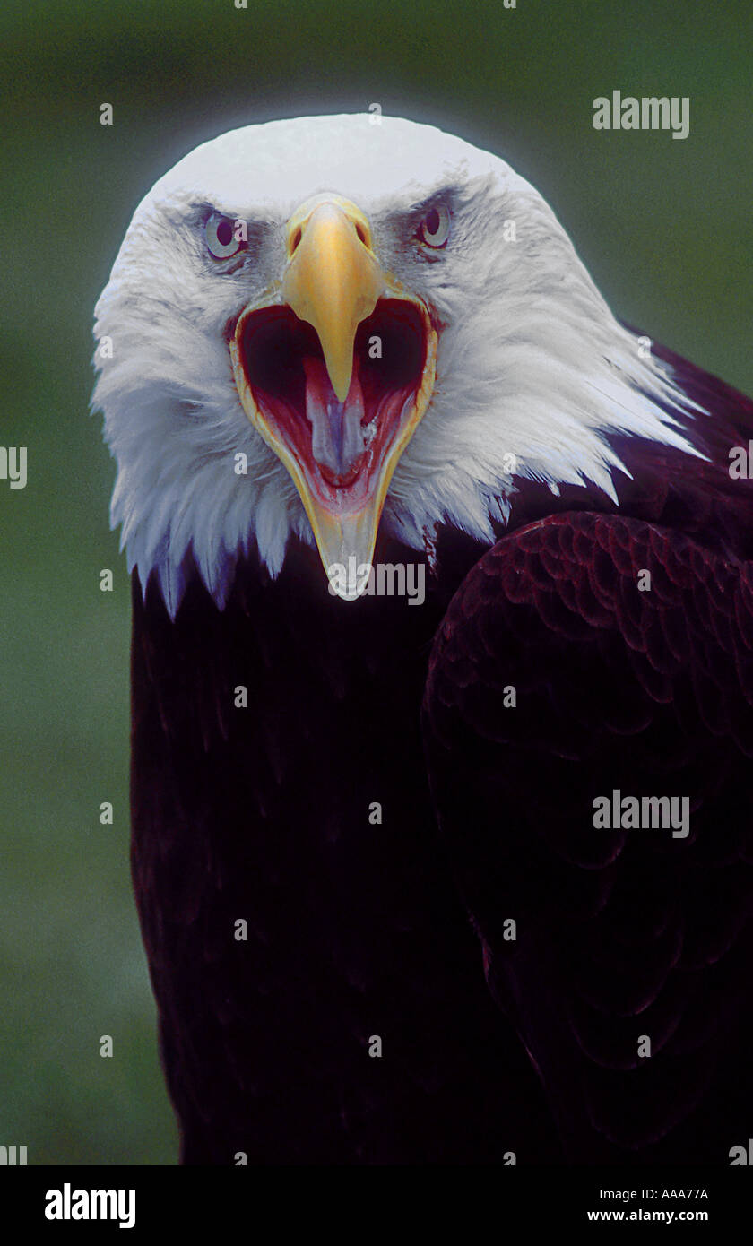 Portrait of a Northern Bald Eagle in Washington State USA Haliaeetus ...