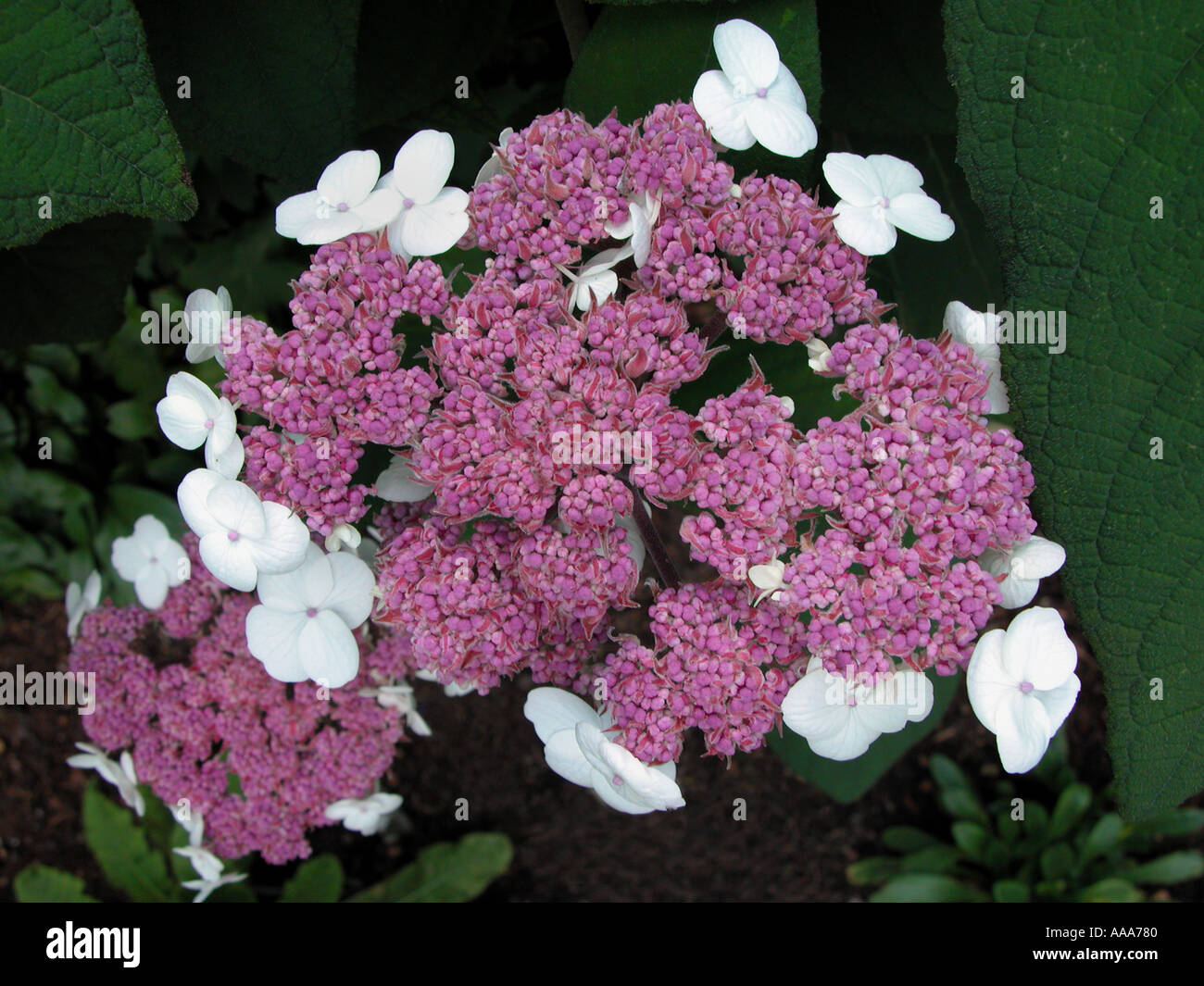 HYDRANGEACEAE Hydrangea aspera D Don ssp STRIGOSA Mc Clintock east ...