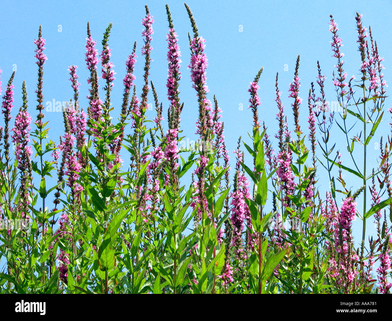 LYTHRACEAE Lythrum salicaria L Blutweiderich Australien MEMIKRYPTOPHYL ...