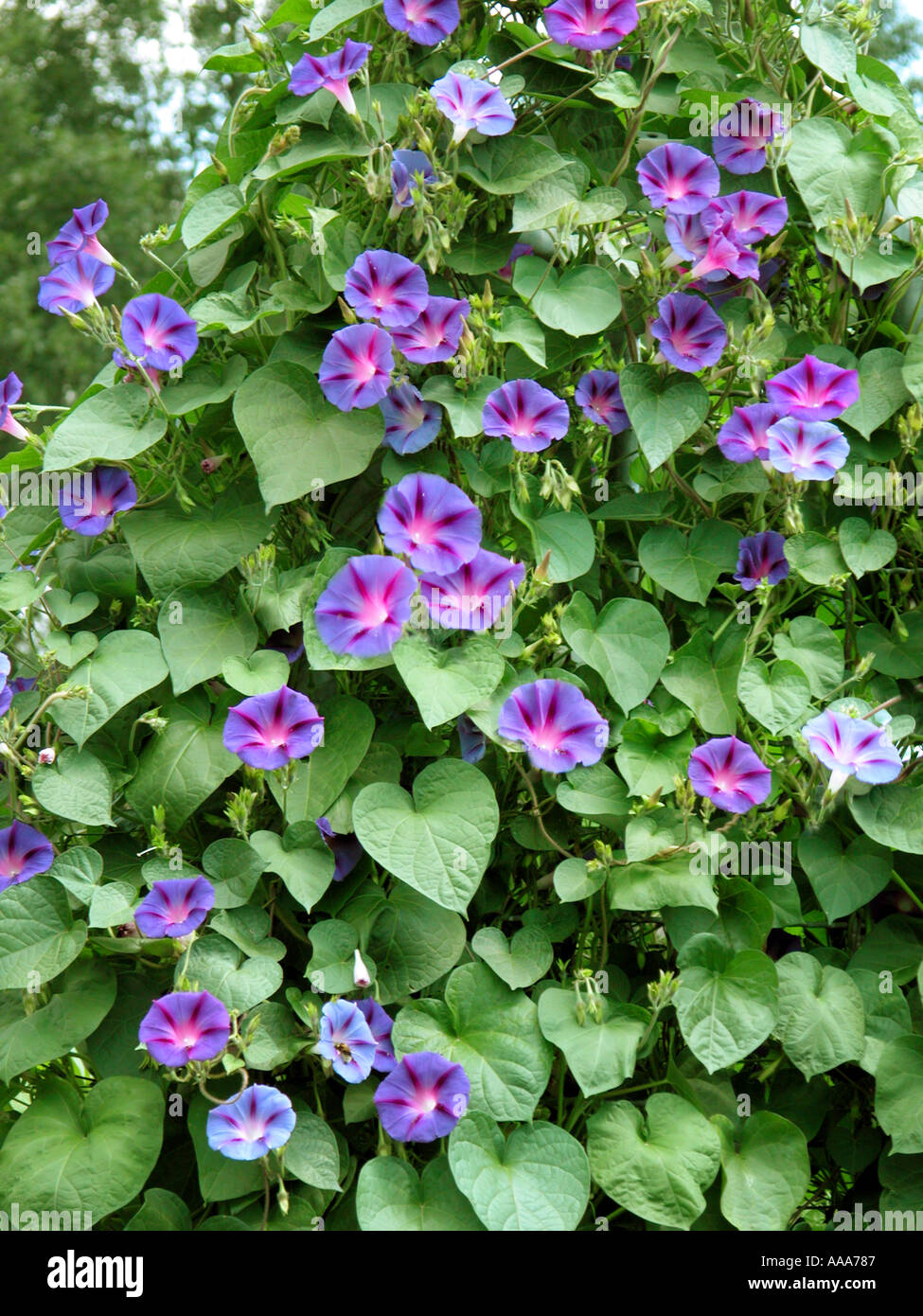 CUSCUTACEAE Cuscuta Epilinum weihe flachsweihe therophyt smed med Stock ...