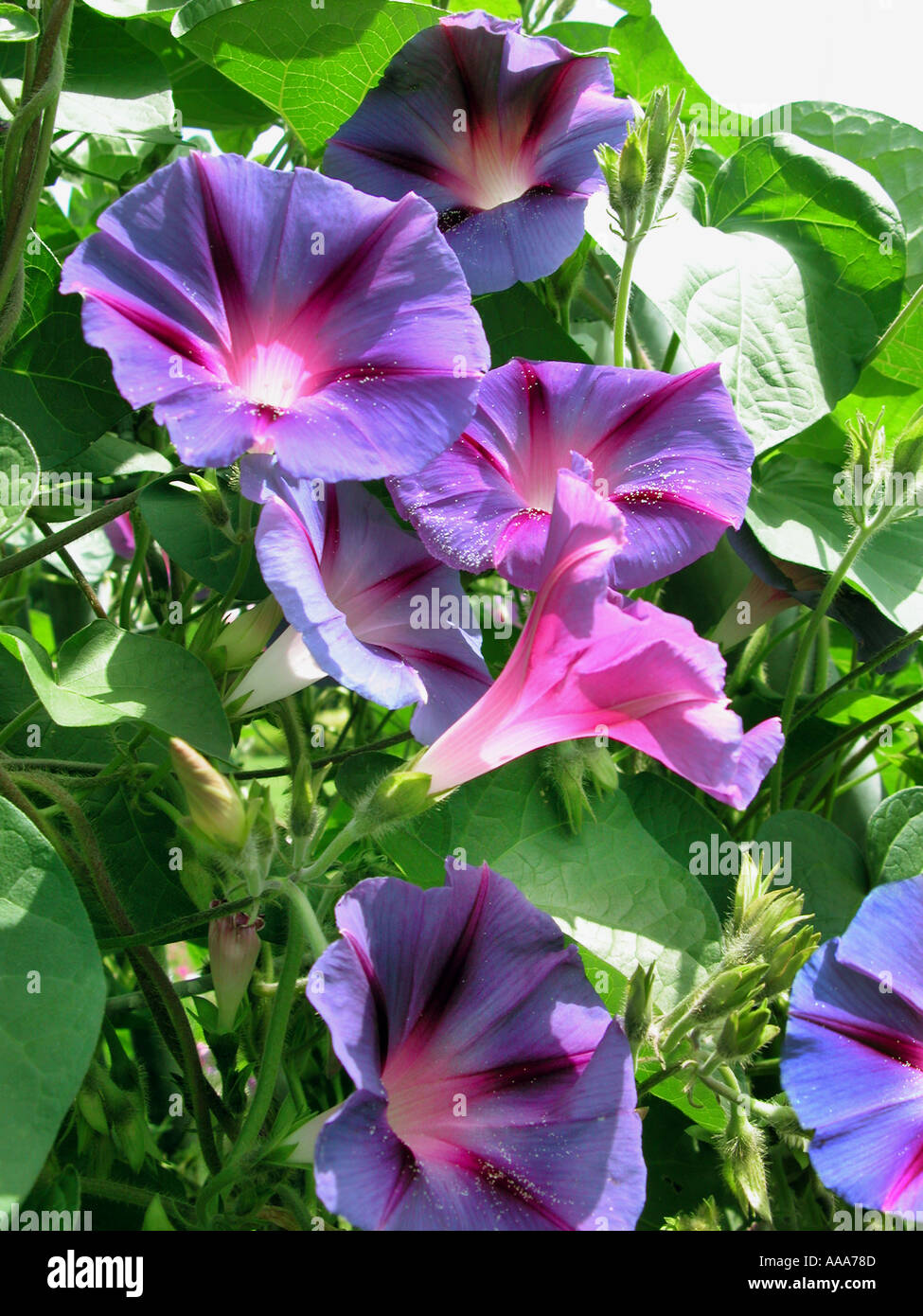 CUSCUTACEAE Cuscuta Epilinum weihe flachsweihe therophyt smed med Stock ...