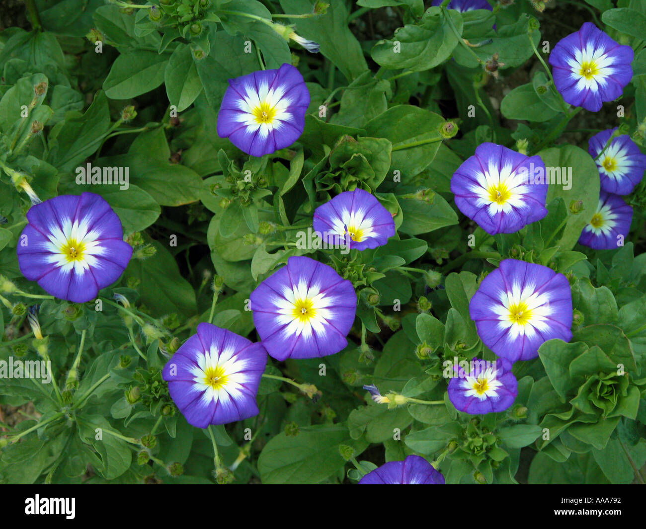 CONVOLVULACEAE Convolvulus tricolor L dreifarbige winde Stock Photo - Alamy