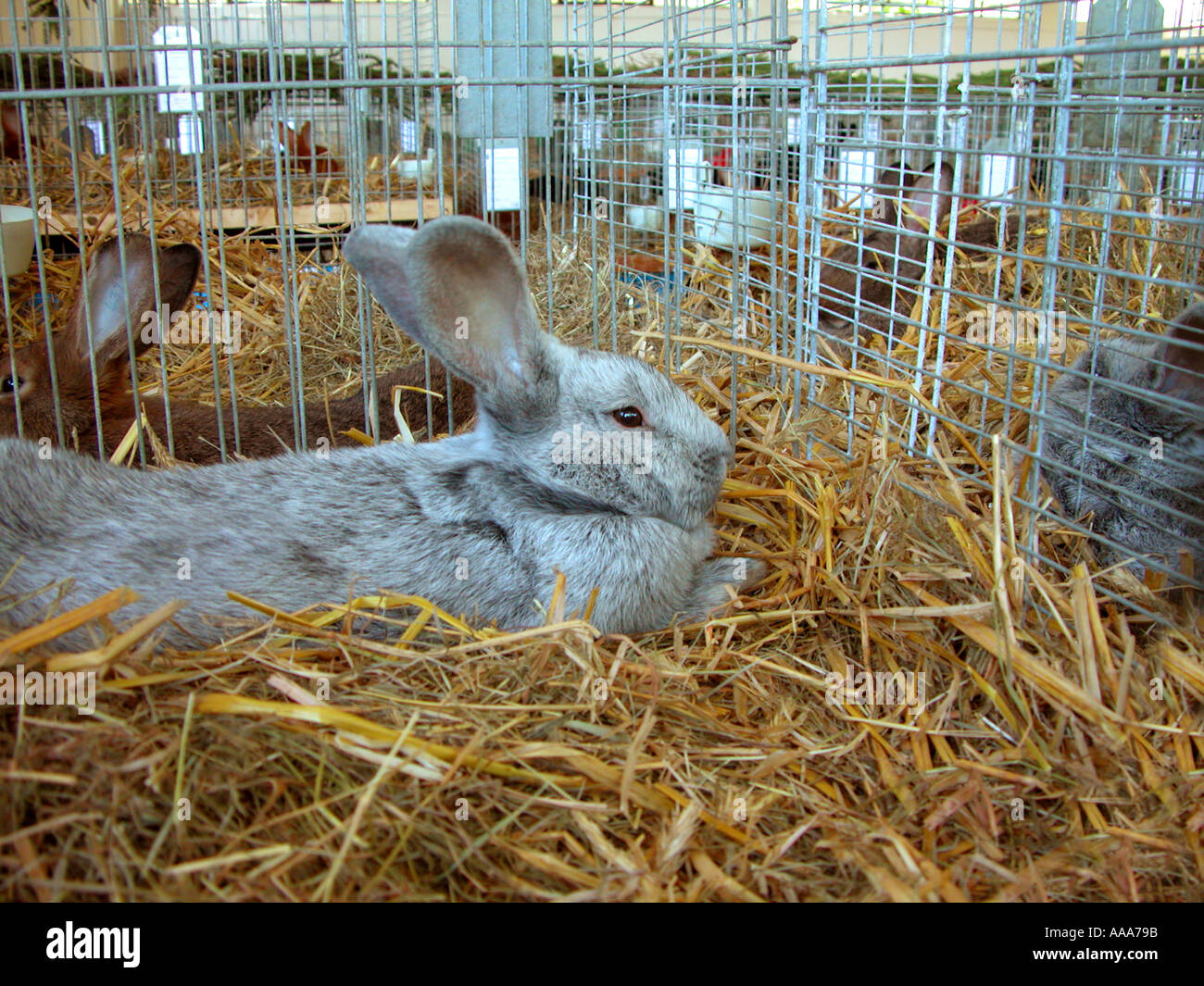 sleeping rabbit in a exhibition Stock Photo - Alamy