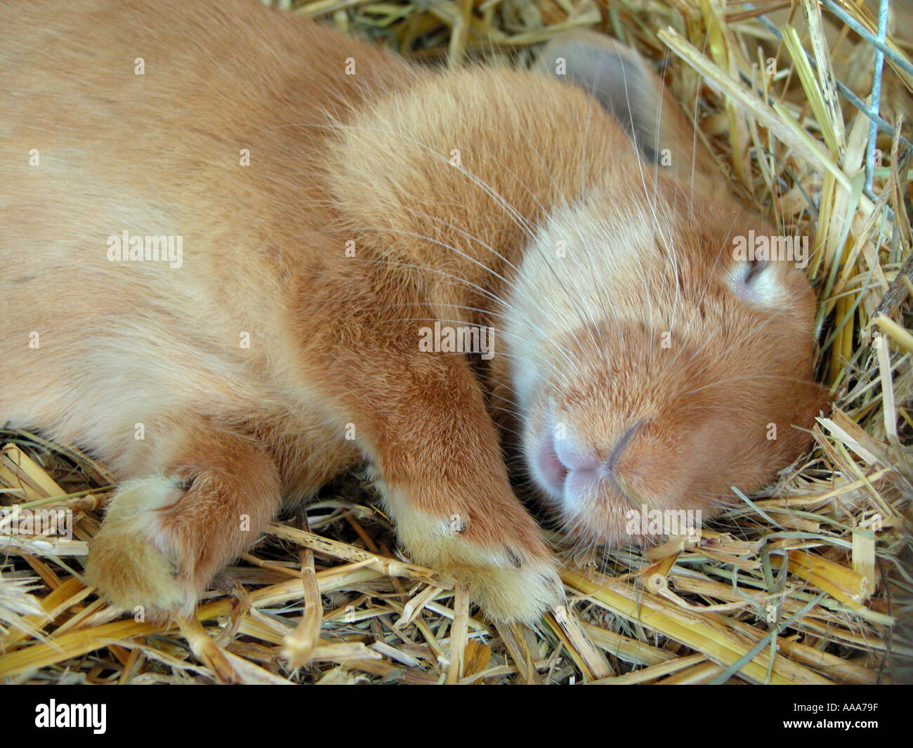 sleeping rabbit in a exhibition Stock Photo - Alamy