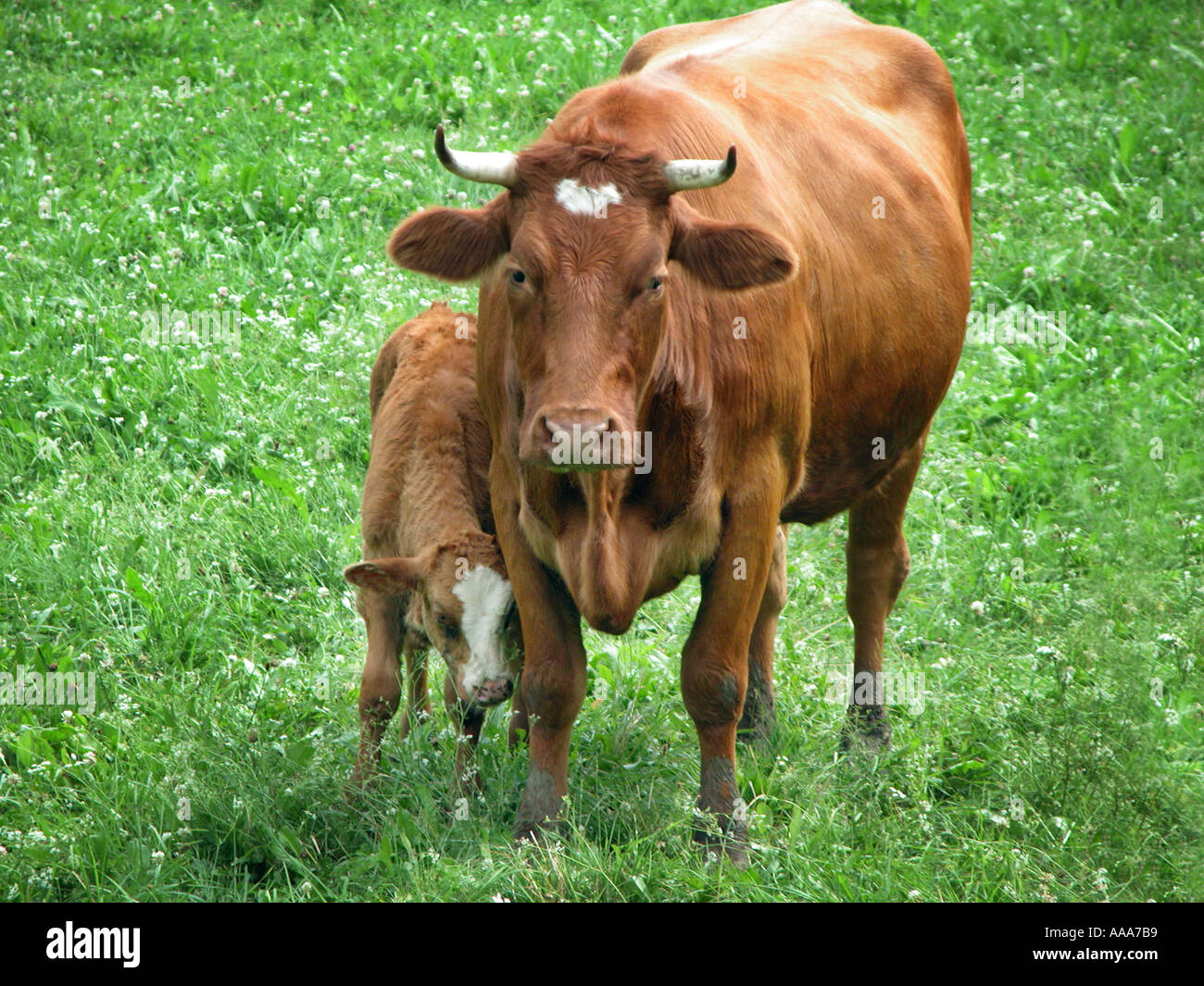 Portrait of bavarian Cows on the meadow pasture infant Stock Photo - Alamy