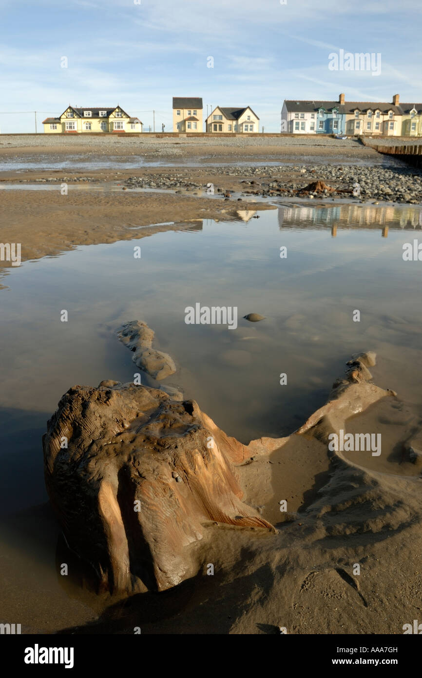Exposed prehistoric tree stump at Borth, Ceredigion Stock Photo - Alamy