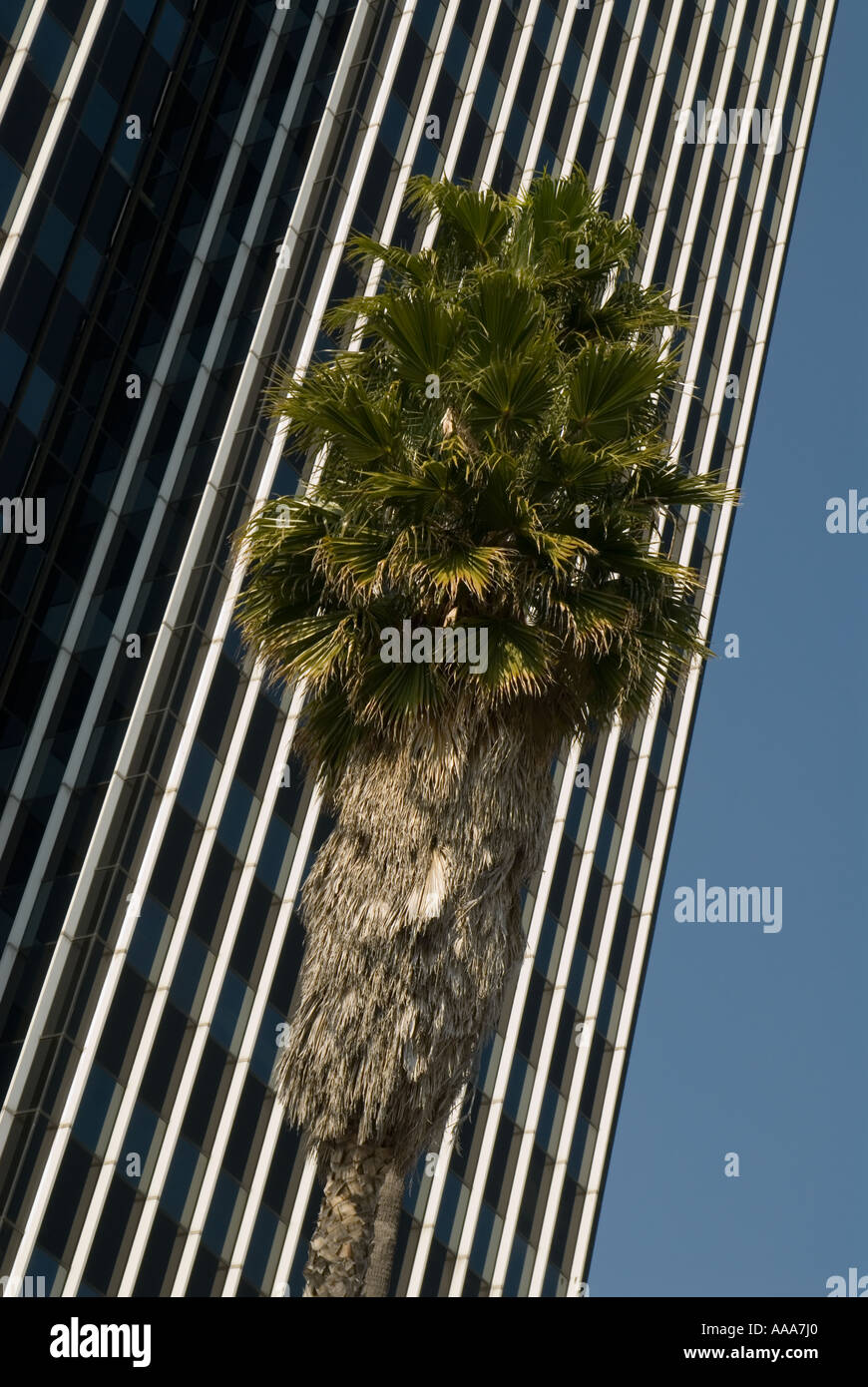palm tree and office building, los angeles, ca, usa Stock Photo - Alamy