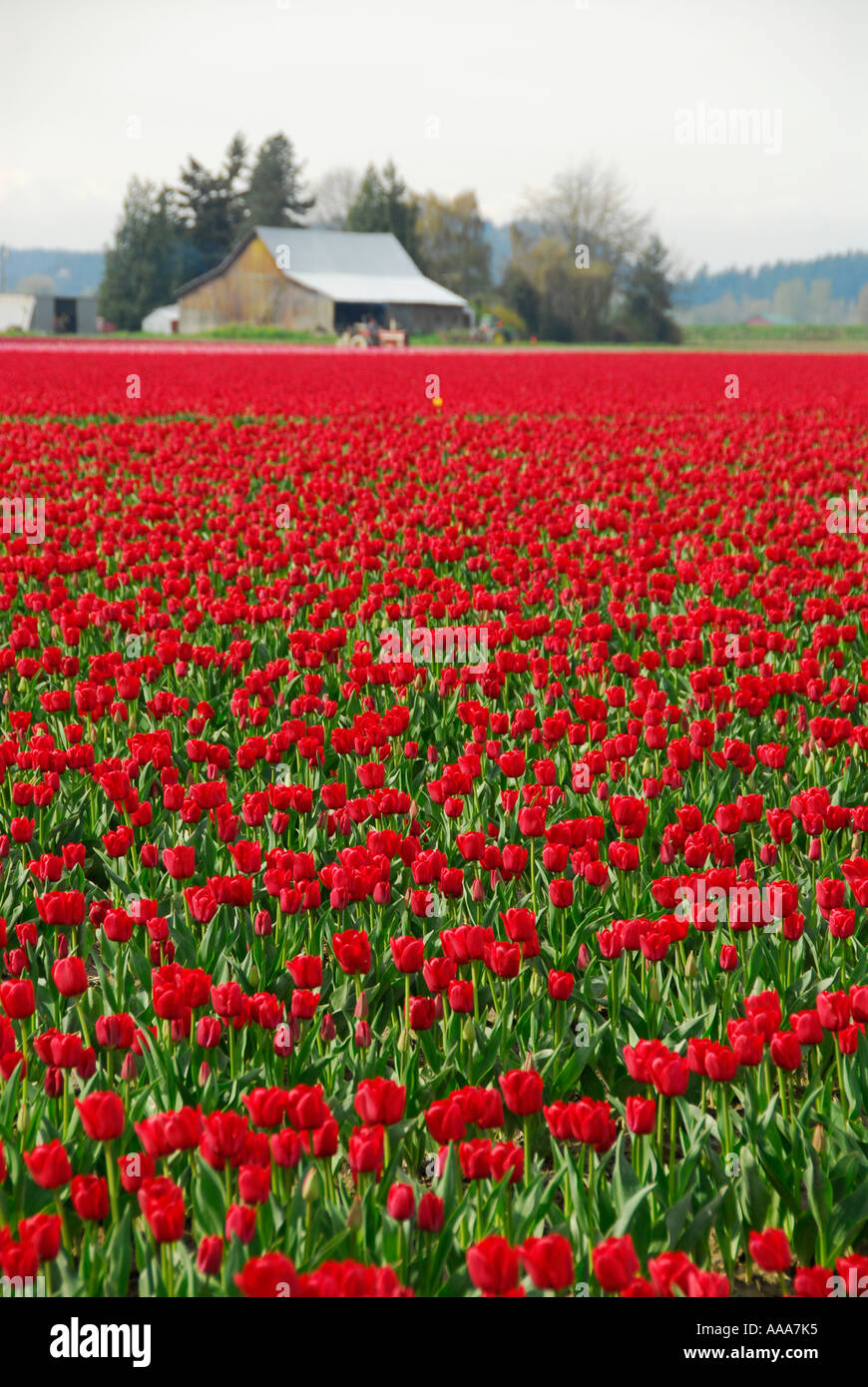 Red tulip field barn hi-res stock photography and images - Alamy