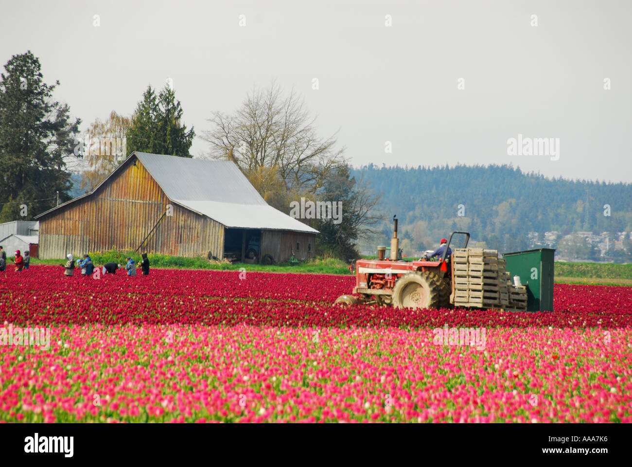 tulip field, skagit valley, washington, usa Stock Photo - Alamy