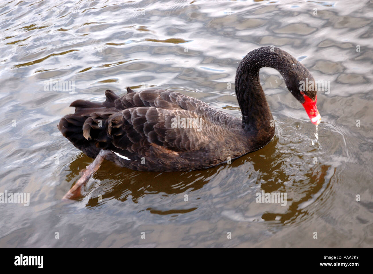 Unusual Black Swan in St James Park London Stock Photo - Alamy