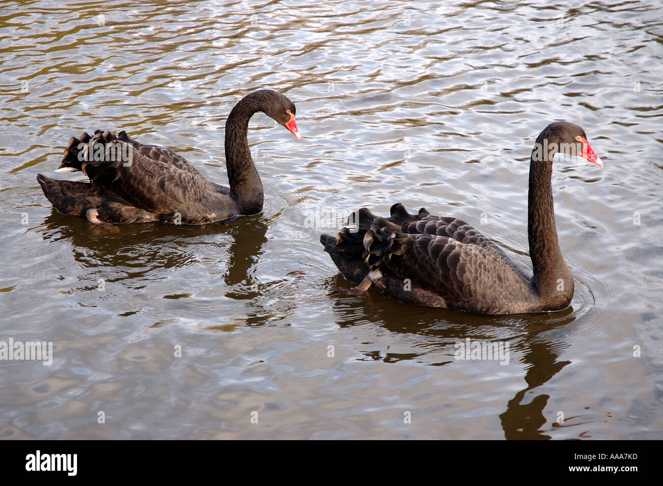 Unusual Black Swans in St James Park London Stock Photo - Alamy