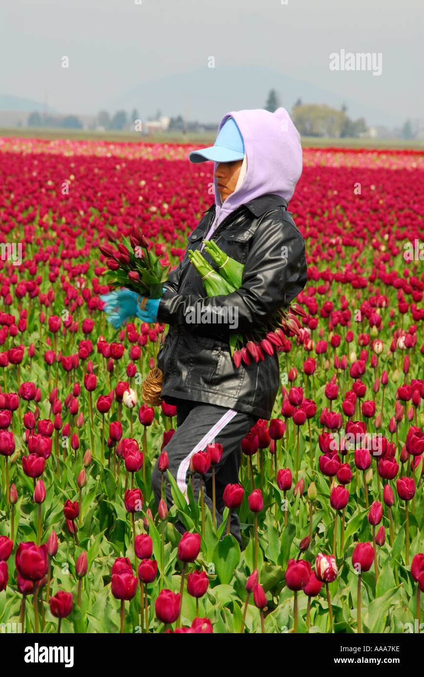 Picking tulips hi-res stock photography and images - Alamy