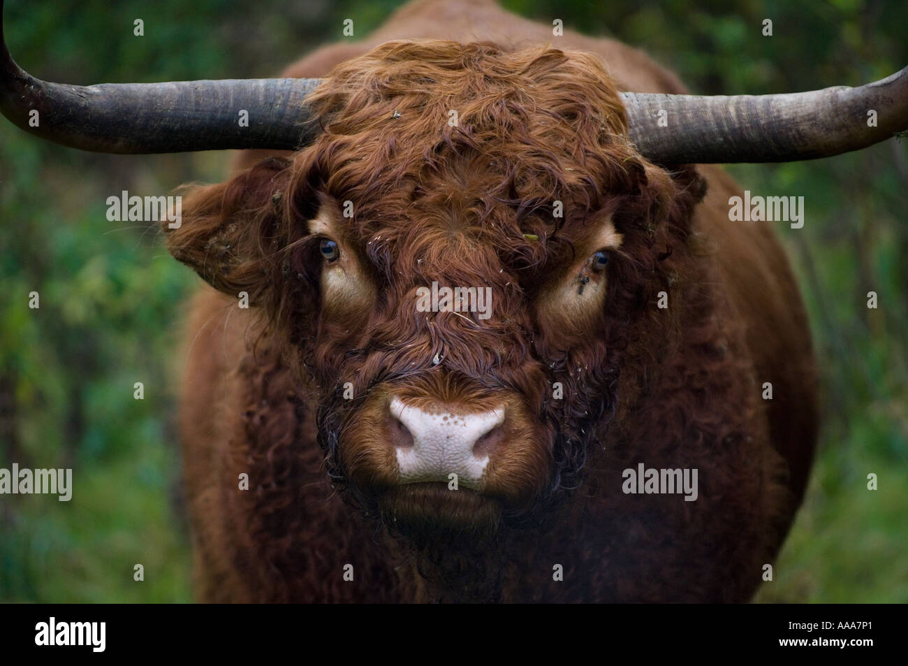 Highlander poster hi-res stock photography and images - Alamy