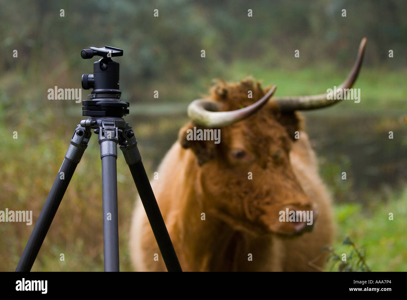 Highlander poster hi-res stock photography and images - Alamy