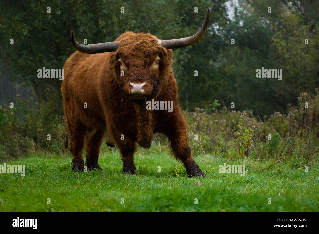 Scottish Highlander Bull Stock Photo - Alamy