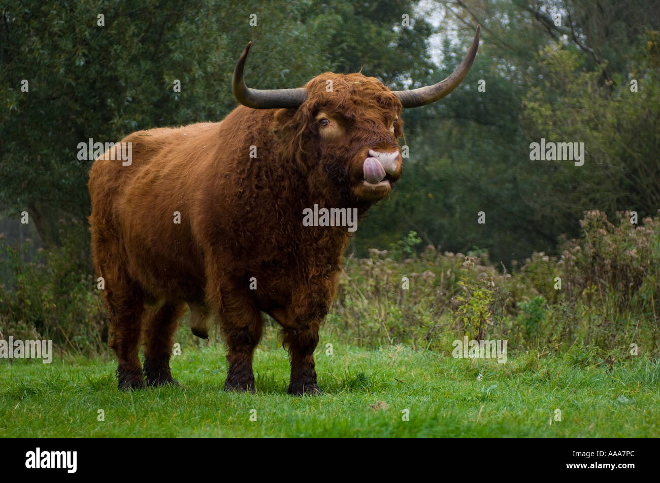 Cow breed poster hi-res stock photography and images - Alamy