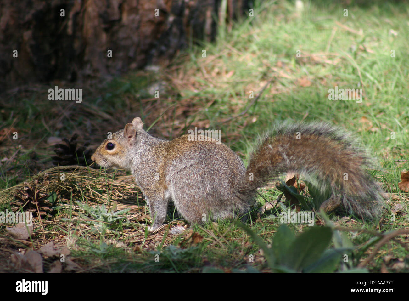 The Eastern Grey Squirrel in it's UK habitat Stock Photo - Alamy