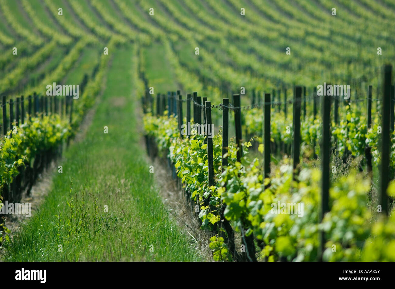 rows of vines, Denbies vineyard, Surrey, England, UK Stock Photo - Alamy