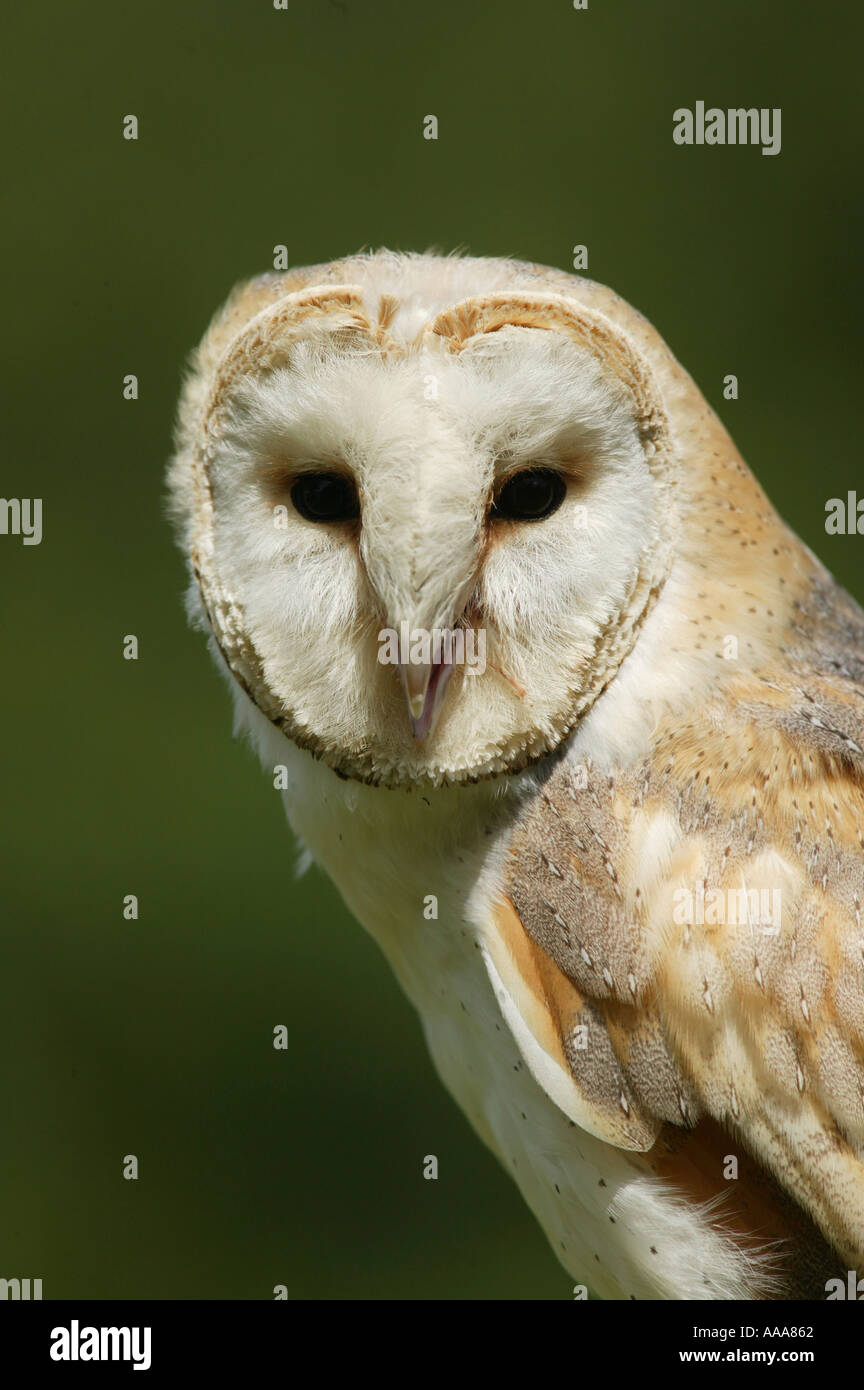 Barn Owl Stock Photo - Alamy