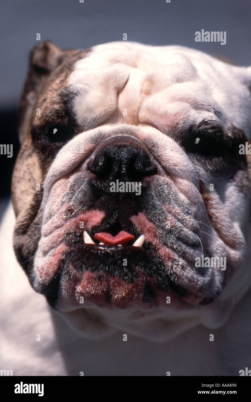 Pug dog with teeth showing Stock Photo - Alamy
