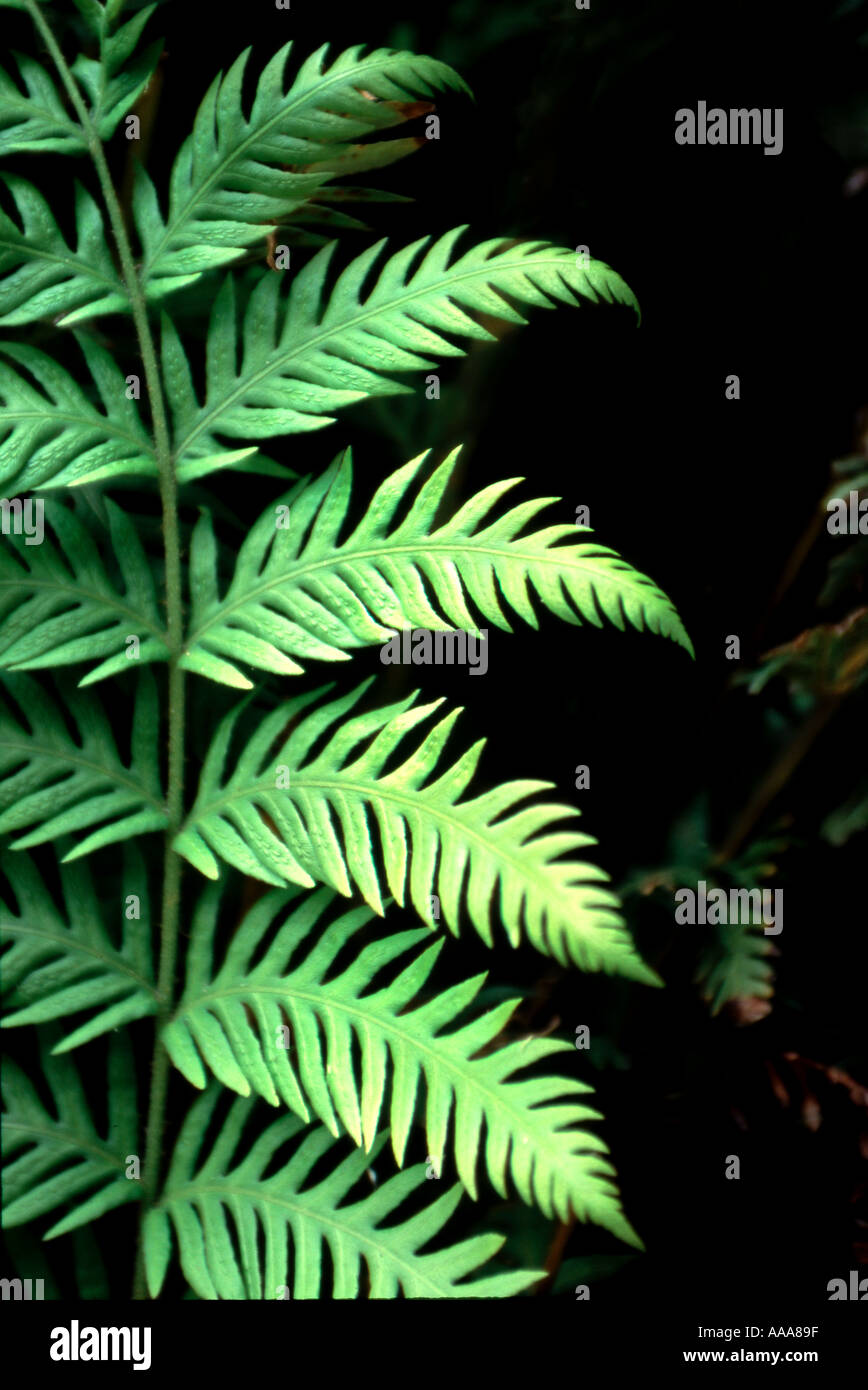 Diversity of fern leaves hi-res stock photography and images - Alamy