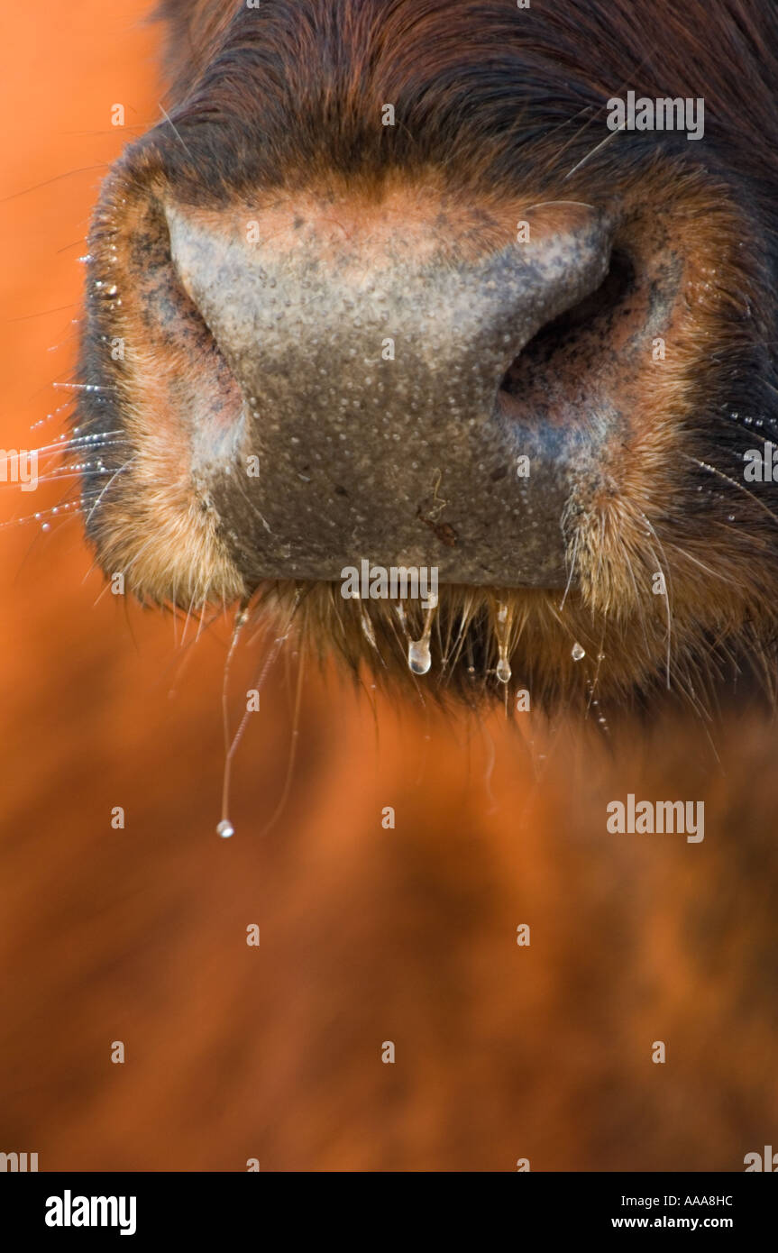 Close up of nose of Scottish Highlander Stock Photo - Alamy