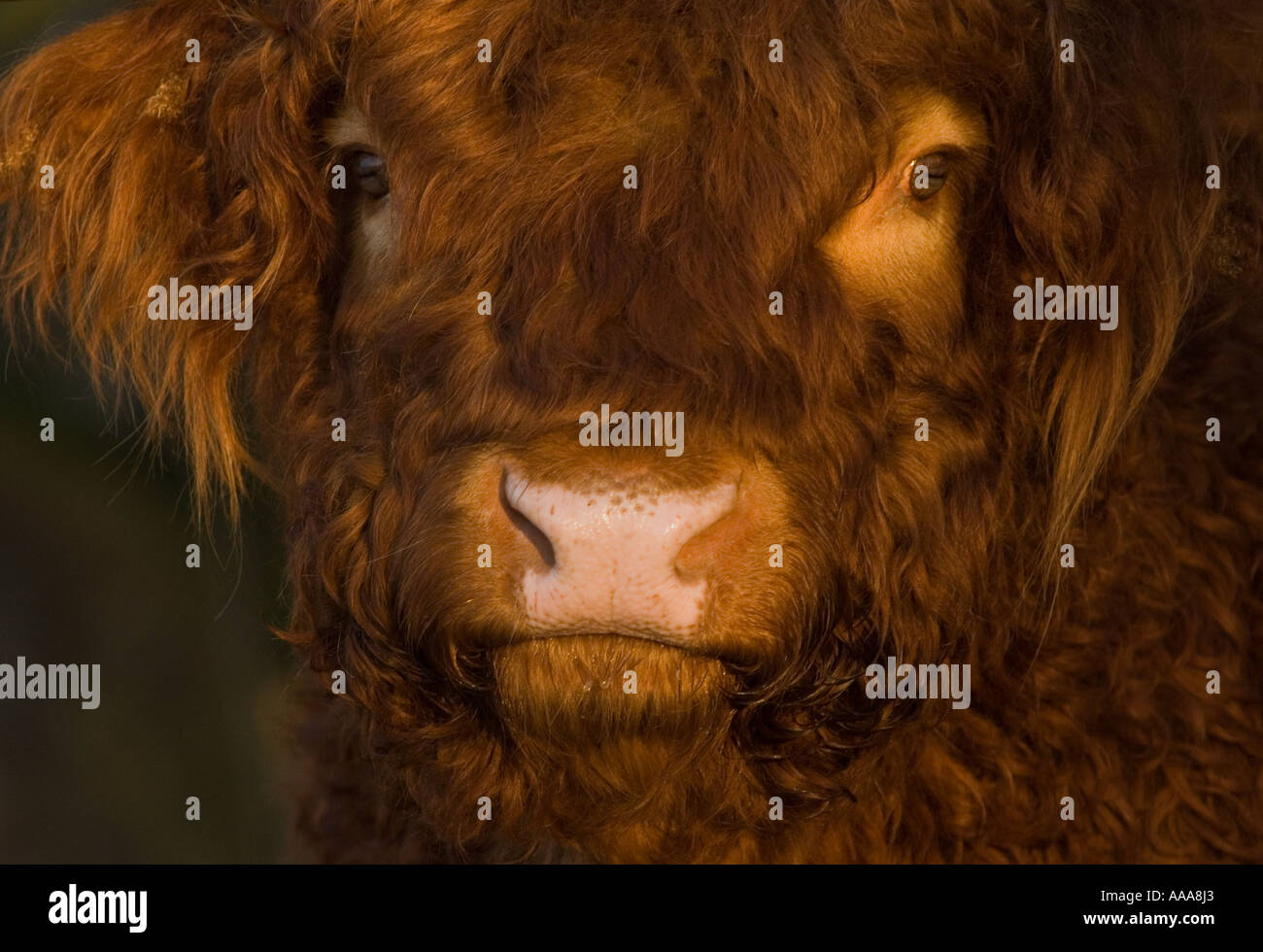 Highlander poster hi-res stock photography and images - Alamy