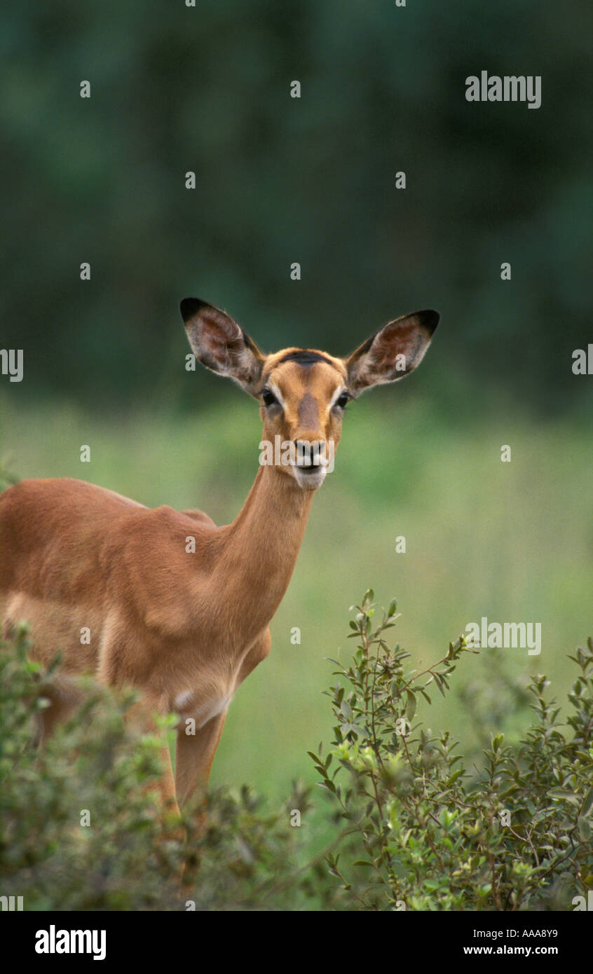 Female impala, Swaziland Stock Photo - Alamy