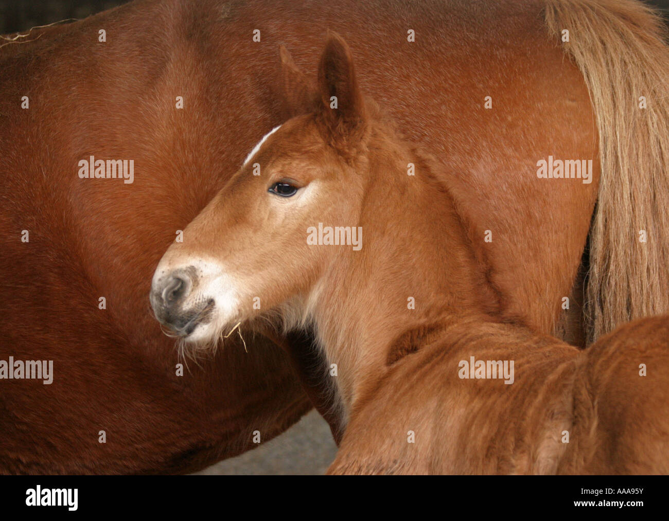 Young suffolk punch hi-res stock photography and images - Alamy