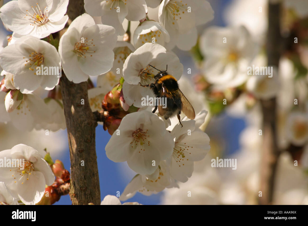 Bee Extracting Nectar from White Cherry Blossom Stock Photo - Alamy