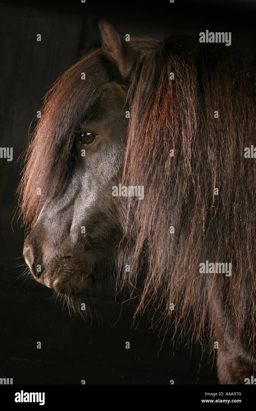 Black Shetland Stallion portrait with long forelock and mane Stock ...