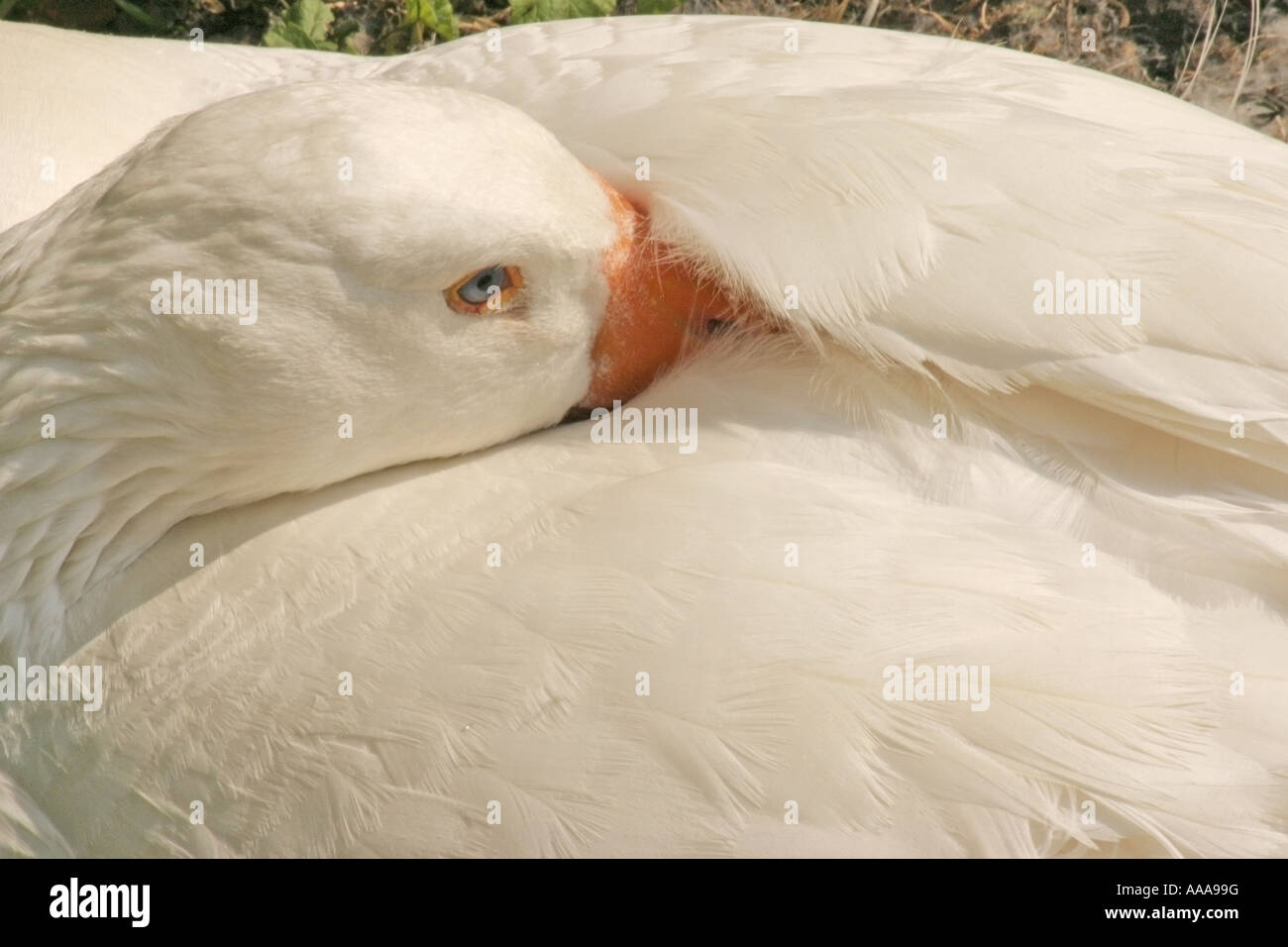 White Goose with its beak tucked under its wing Stock Photo - Alamy