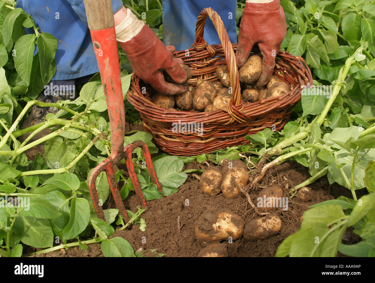 Digging up New Potatoes Stock Photo - Alamy