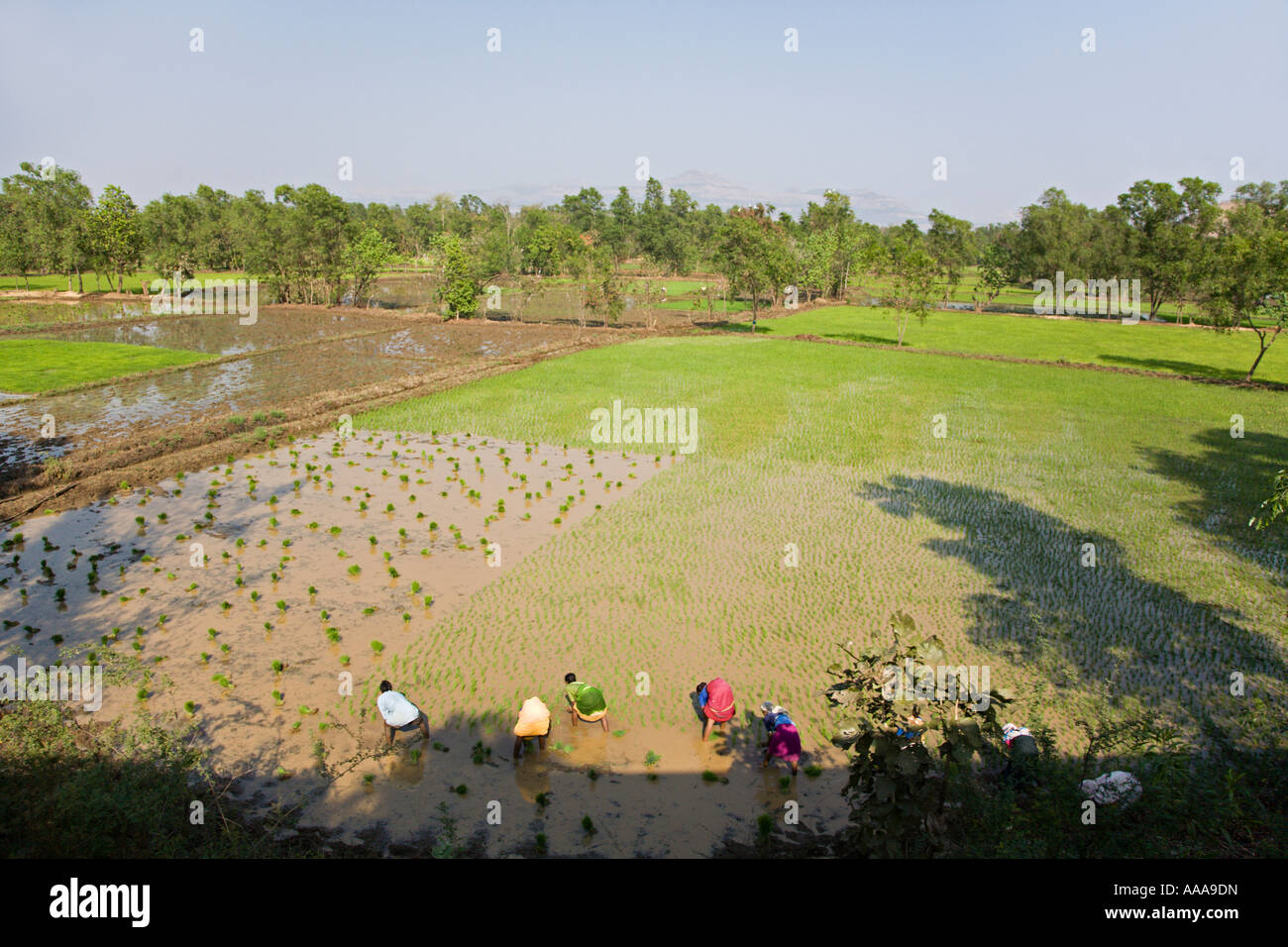 People planting rice seen from the Konkan Railway somewhere in ...
