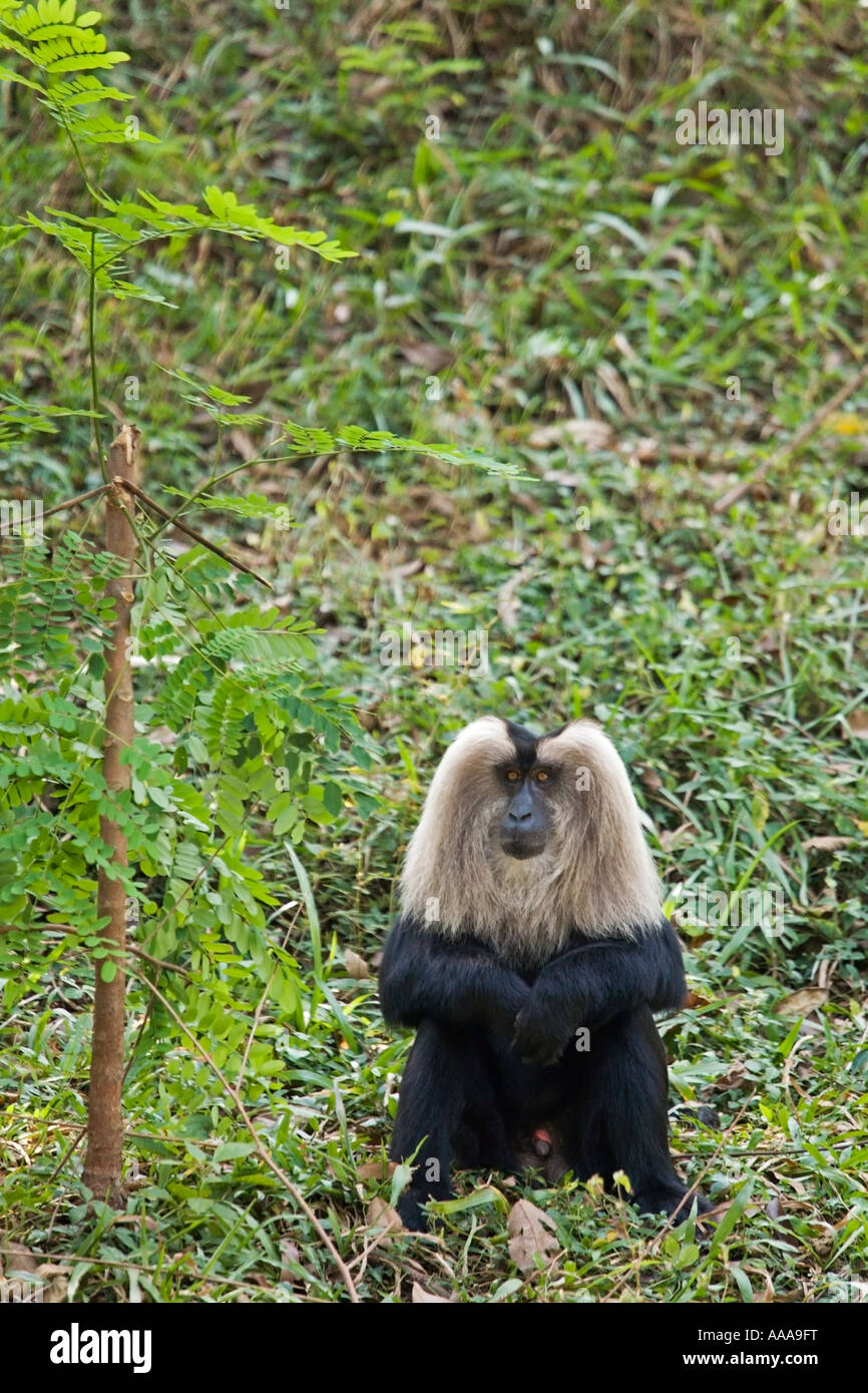 India Kerala Trivandrum Zoological Gardens Lion tailed macaque Macaca ...