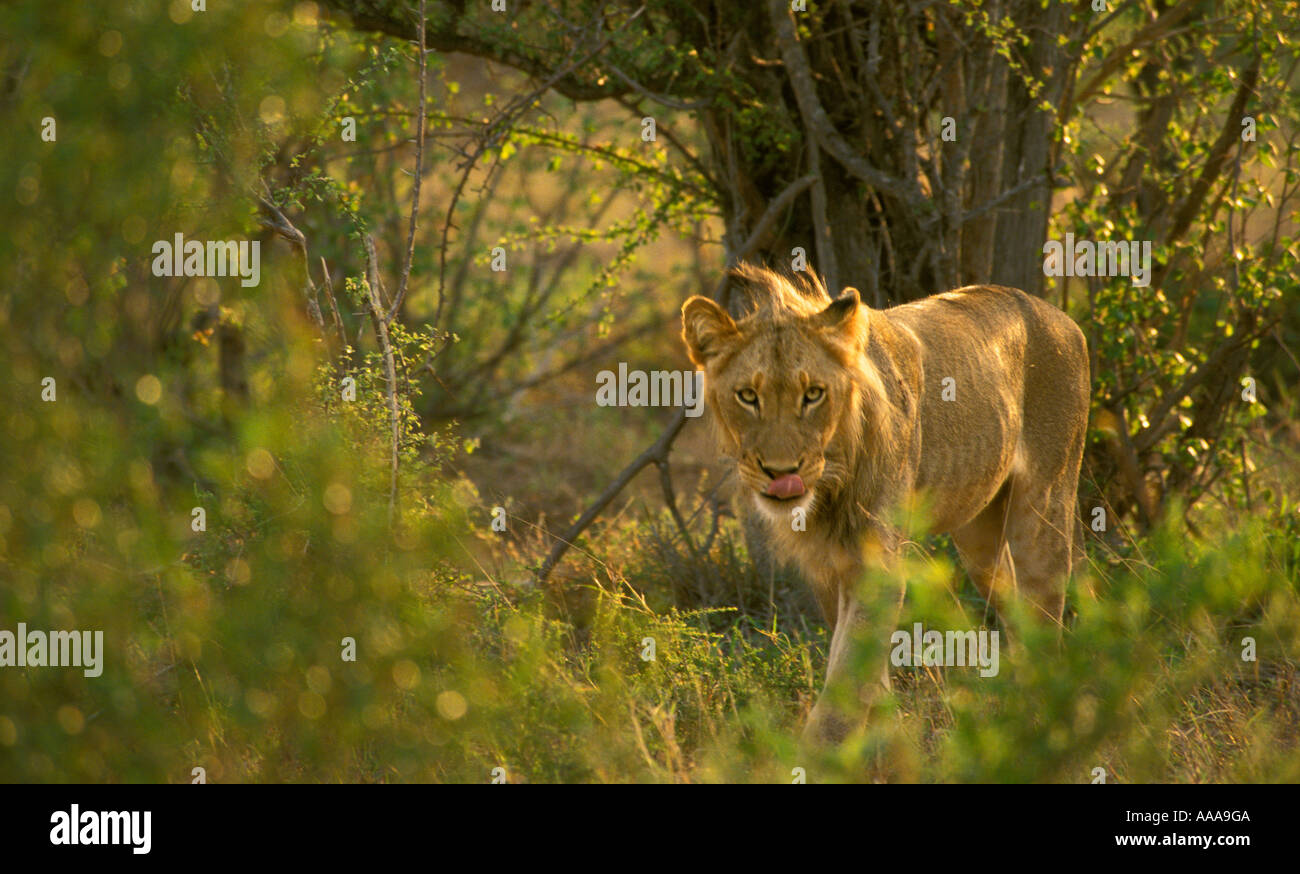 Young male lion hunting Stock Photo - Alamy