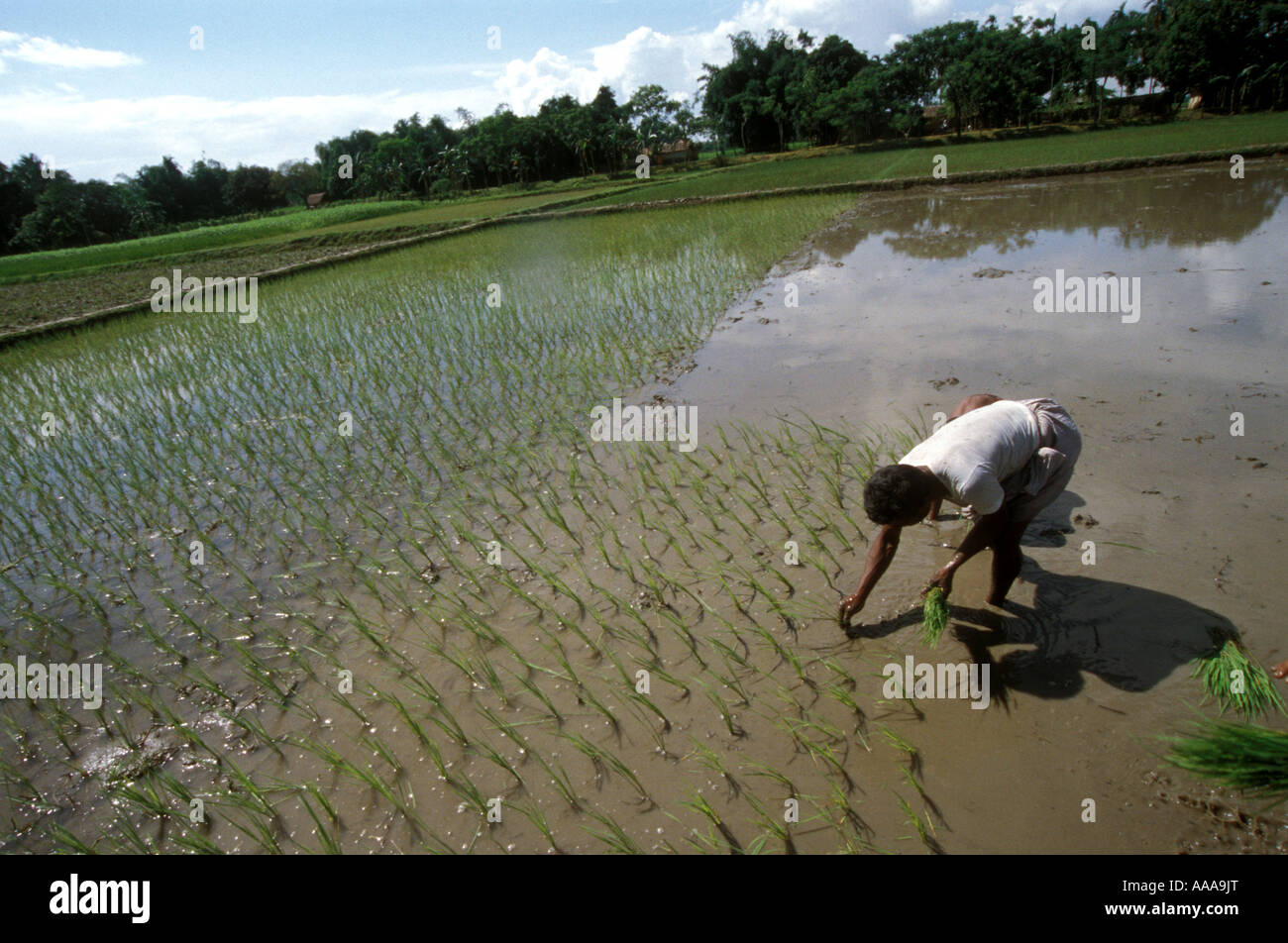 Floodplain rice hi-res stock photography and images - Alamy